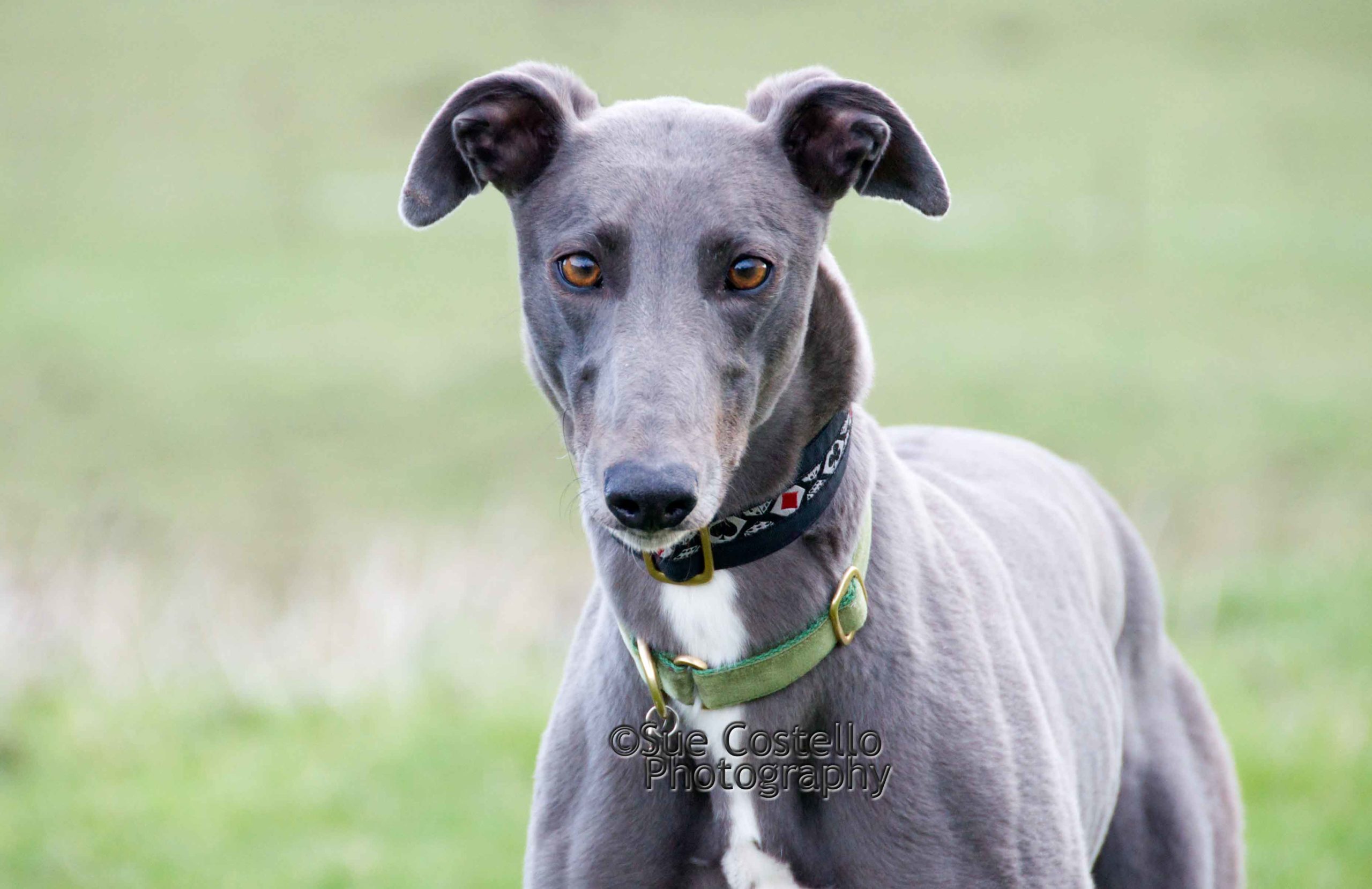 Dogs looking for homes - Makants Greyhound Rescue N.W