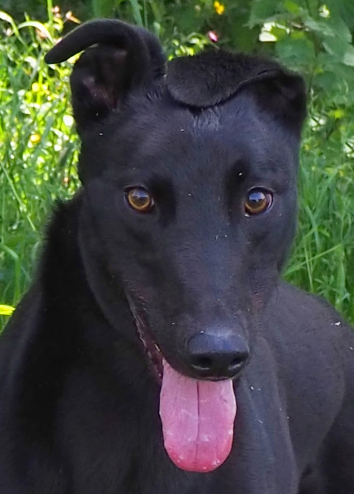 Dogs looking for homes - Makants Greyhound Rescue N.W