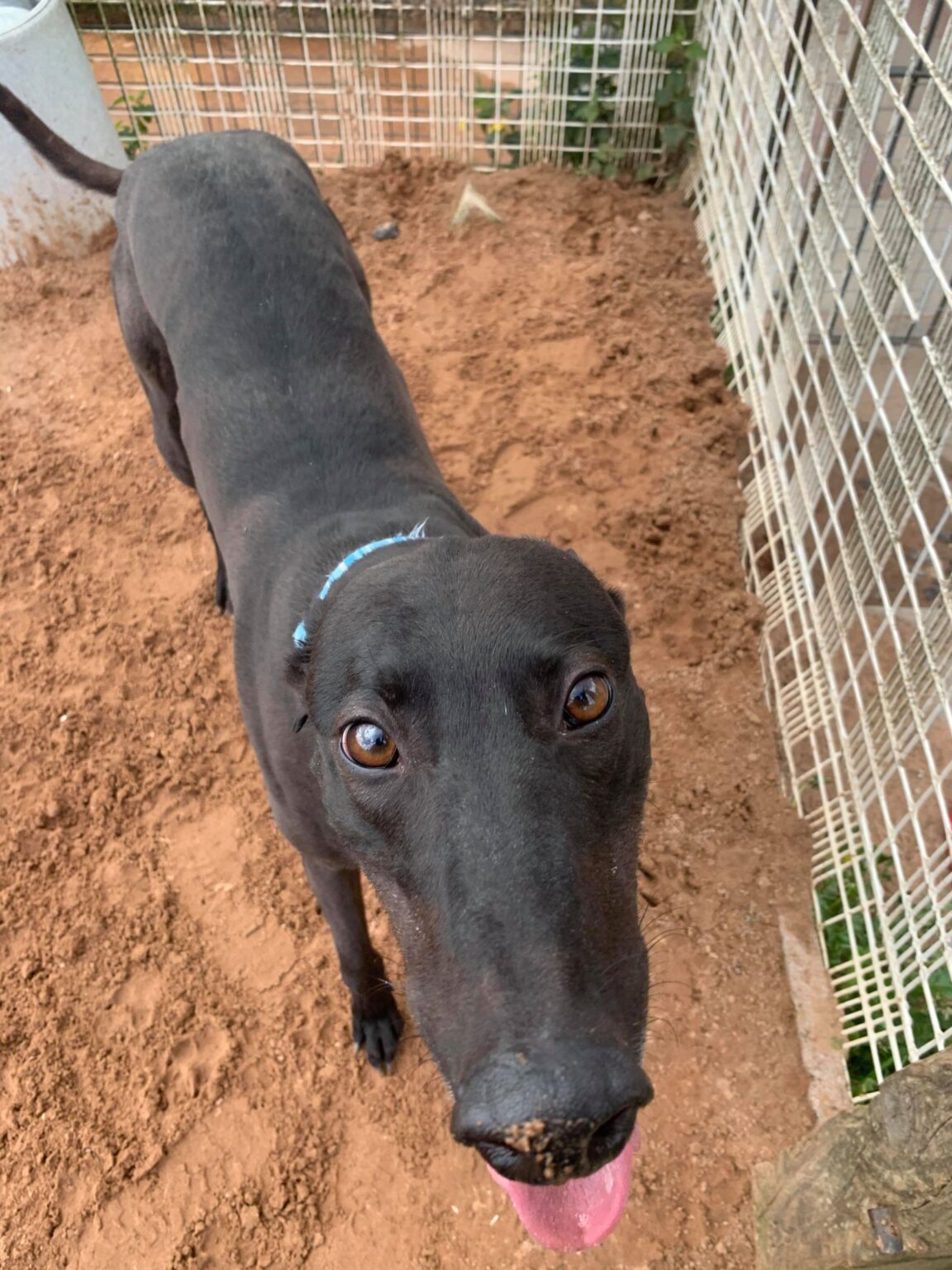Hello! - Makants Greyhound Rescue N.W