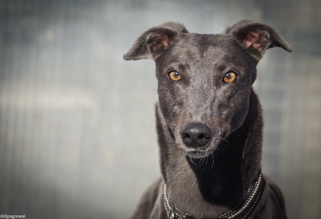 Dogs looking for homes - Makants Greyhound Rescue N.W